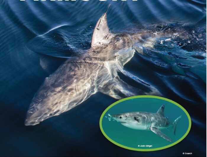 Shark - Wildlife Computers Inc.