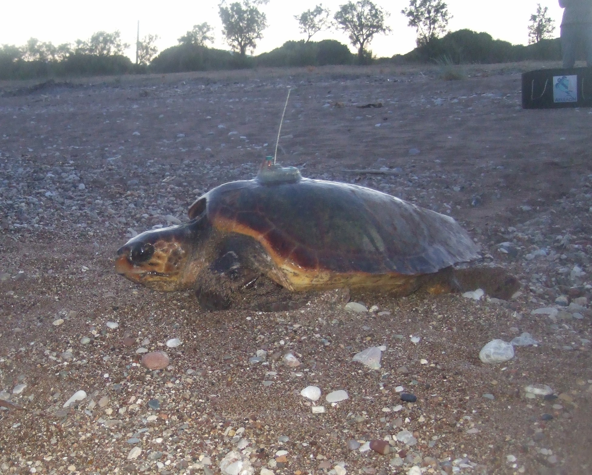 SPOT Tag Provides Two Years of Tracks on Loggerhead Turtle - Wildlife ...