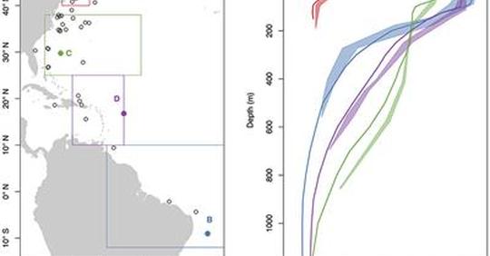 Tracking Basking Sharks in the Western Atlantic - Wildlife Computers Inc.
