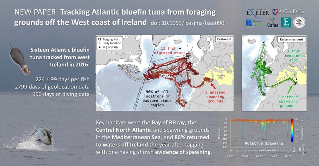 Studying the Bluefin Tuna - Wildlife Computers Inc.