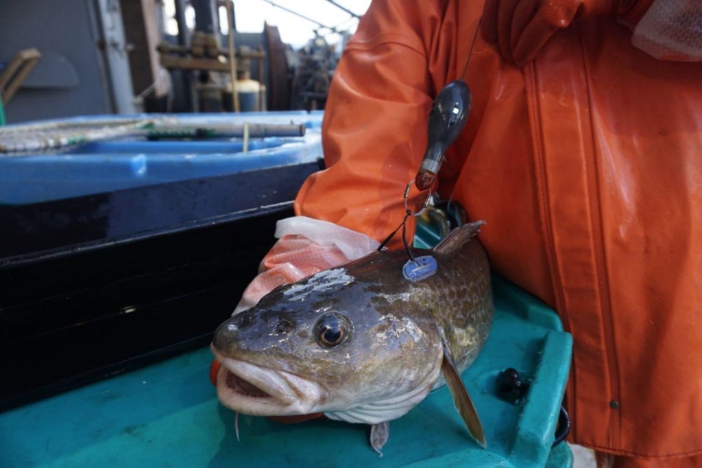 First Ever PAT Tags on Pacific Cod in the Bering Sea - Wildlife ...