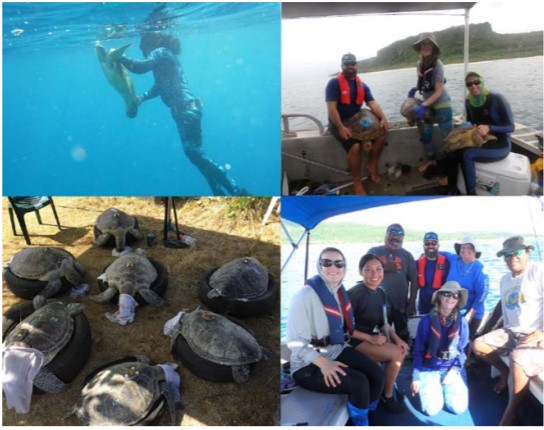A Study of Sea Turtle Tagging in the Mariana Islands Training and ...