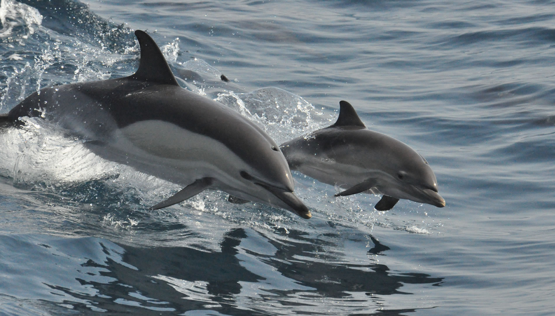 Home - Wildlife Computers Inc.