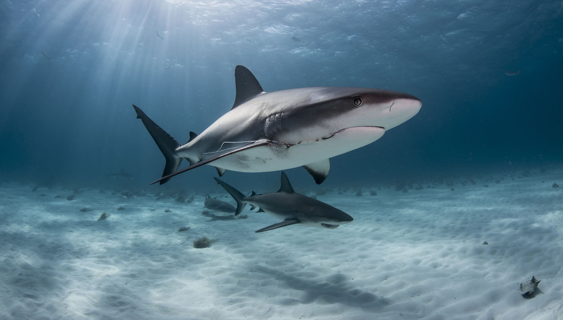 Home - Wildlife Computers Inc.