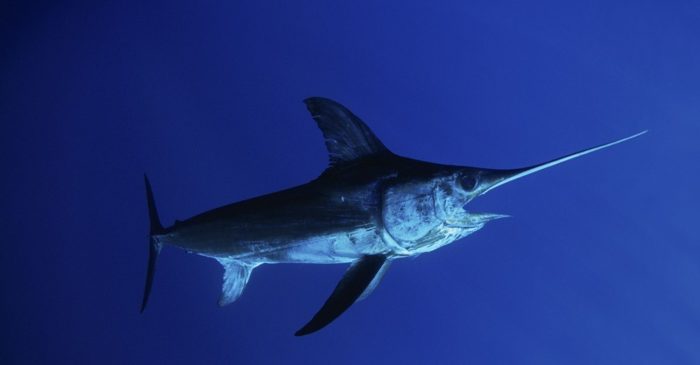 Insights into the Horizontal Movements, Migration Patterns, and Stock ...