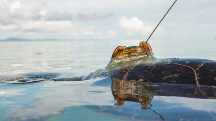 Turtle Tagging - Wildlife Computers Inc.