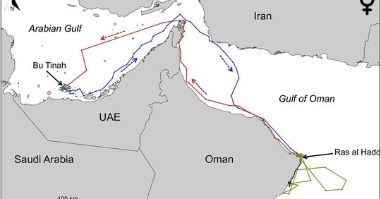 Where Have the Green Sea Turtles Been? - Wildlife Computers Inc.