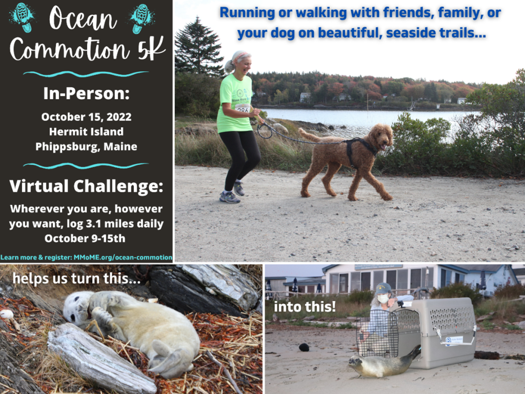 Marine Mammals of Maine’s Ocean Commotion 5K - Wildlife Computers Inc.