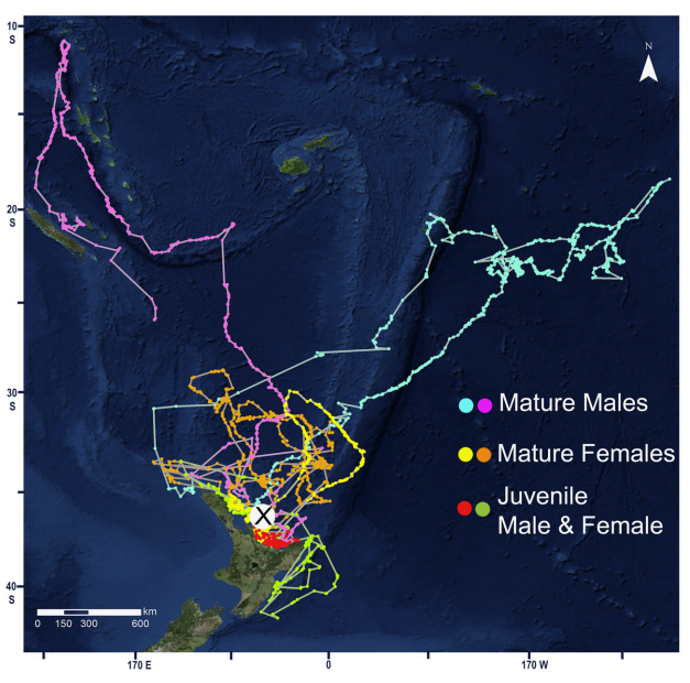 Satellite Tags Describe Movement and Diving Behaviour of Blue Sharks ...