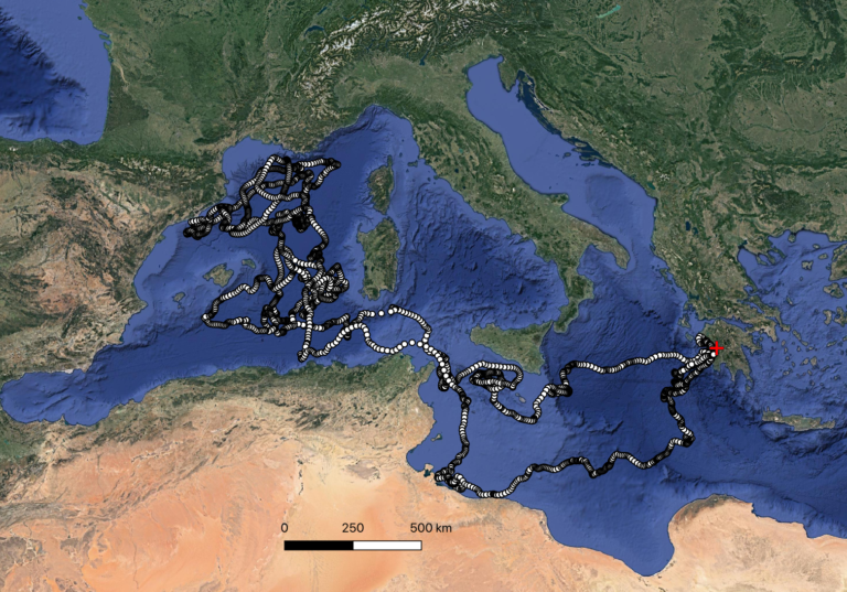 SPOT Tag Provides Two Years of Tracks on Loggerhead Turtle - Wildlife ...