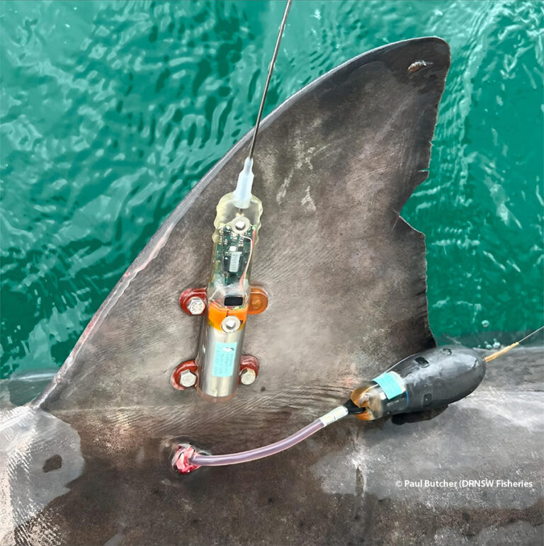 Transforming Marine Animal Tracking with microPAT